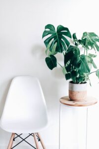 10 Best Houseplants for Cold Rooms - House Planty
