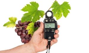 How To Measure Light For Houseplants