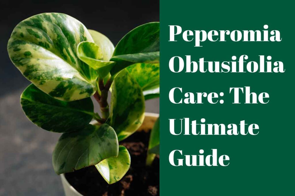 Peperomia Obtusifolia Care: The Ultimate Guide For The Baby Rubber Plant
