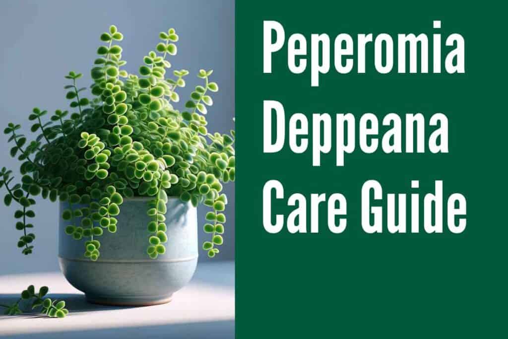 Peperomia Deppeana Care: Secrets to Lush Foliage